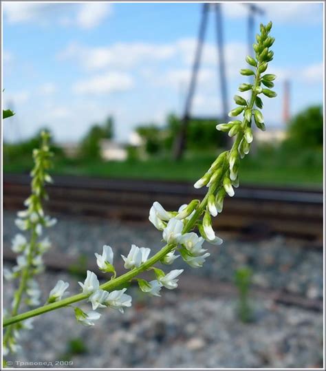 Донник белый (Melilotus albus)