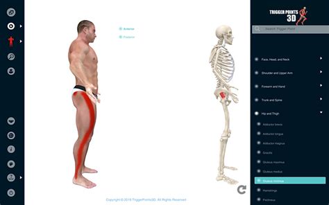 Trigger Points D Chart Guides For Pain Maps Trigger Points