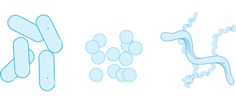 Should We Be Teaching Phonics Or Morphology As A First Step To Teaching