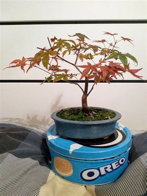 Deshojo Maple 07 Bonsai Nut