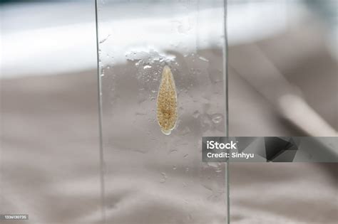 연구 기생충 또는 벌레는 실험실에 있는 민물 물고기 기생충입니다 0명에 대한 스톡 사진 및 기타 이미지 0명 개 개구충