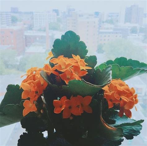 長壽花開滿枝必須做好這3件事花苞爆長花期延長1個月 每日頭條