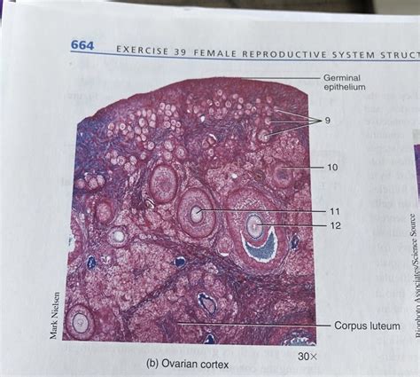 39 9 B Histology Of The Ovary Diagram Quizlet
