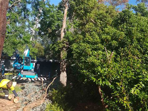 Solutions Tree Services Sydney Tree Removal 1800 952 445