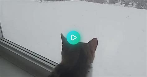 cat surprised as i am to see this spring snowfall album on imgur