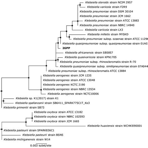 Maximum Likelihood Ml Phylogenetic Tree Of 16s Rrna Partial Gene