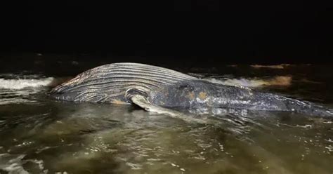 Hallan ballena muerta en playas de Mazatlán se desconocen las causas