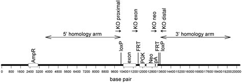 Schematic Diagram Of The Targeting Vector Used In The Generation Of