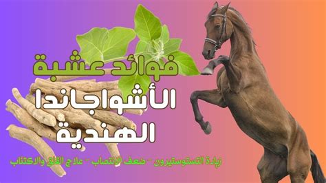 فوائد عشبة الاشواجندا الهندية زيادة التستوستيرون ضعف الانتصاب علاج