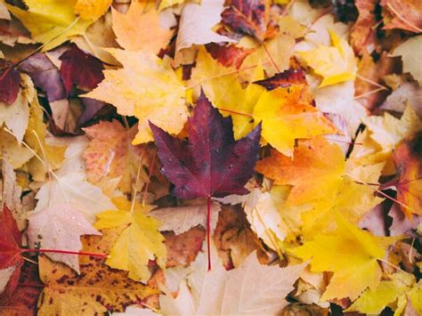 Explained Differences Between Oak And Maple Trees All The Differences