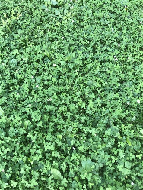 Four Leaf Clovers Clover Shamrock Free Photo On Pixabay Pixabay