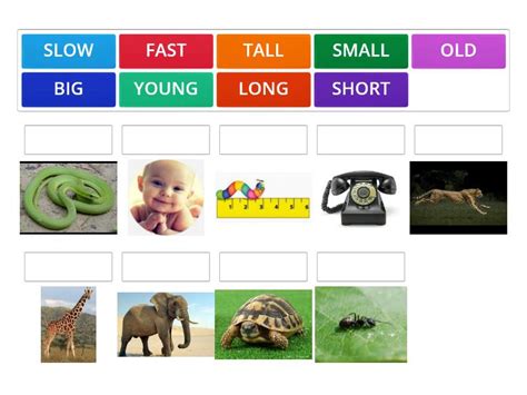 Adjectives Level 1 Write Match Up