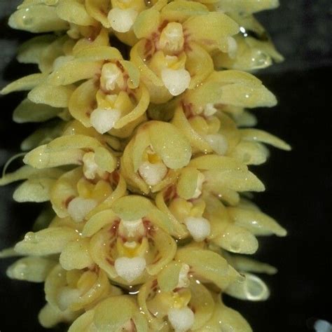 Pomatocalpa Spicatum Plant Care And How To Grow Water