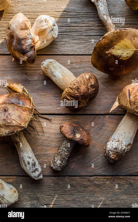 Forest Edible Mushrooms Close Up Ceps Boletus Edulis Over Wooden