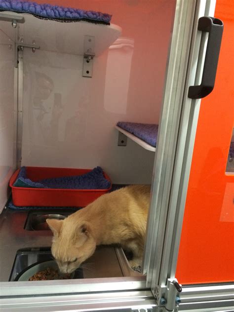 Cat Hyperthyroidism Sash Vets