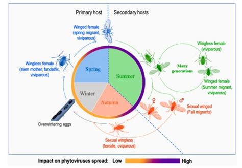 Aphidplantphytovirus Pathosystems Encyclopedia Mdpi