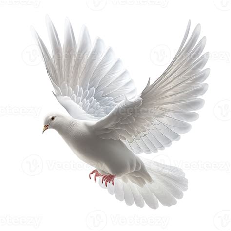 Pigeon On A Transparent Background PNG