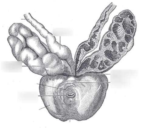 Label Male Anatomy Cross Section Diagram Quizlet