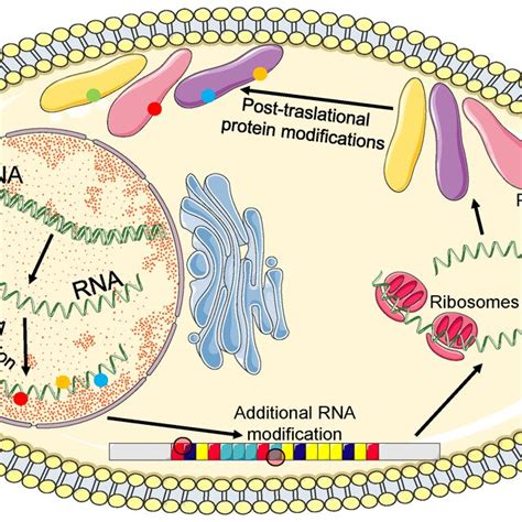 Potential Sites Of Rna Modifications Dna Deoxyribonucleic Acid Rna