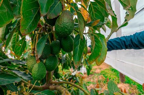 Mar Del Plata Se Prepara Para La Primera Cosecha De Palta Productiva Sitio Oficial Del