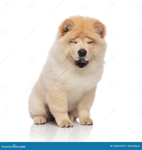 Funny Chow Chow With Eyes Closed And Tongue Exposed Sitting Stock Image