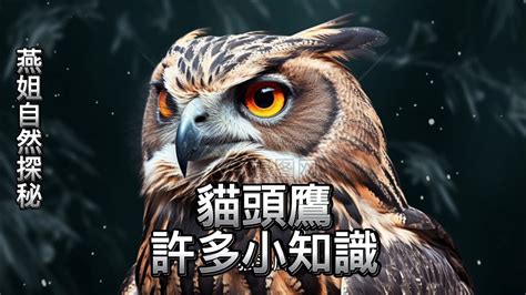 貓頭鷹 燕姐自然探秘 讓我們一起瞭解貓頭鷹的許多小知識吧 Youtube