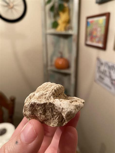 Ammonite Texas R Fossilid