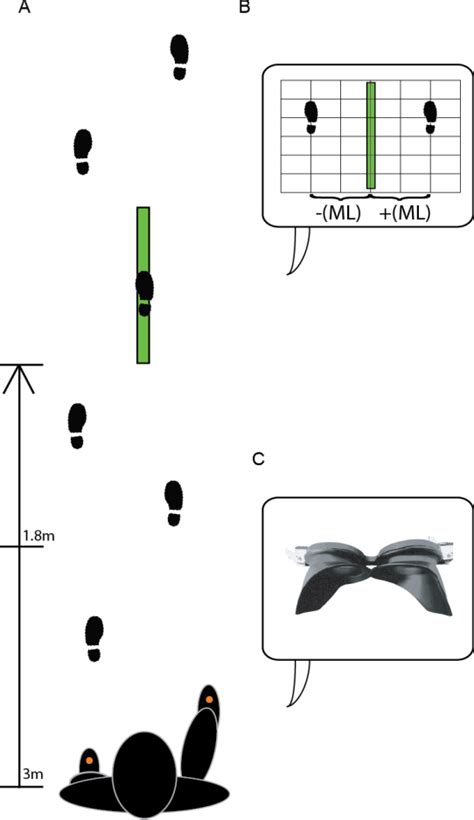Figure 1 From Sensitivity To Visuomotor Prediction Errors During Precision Walking Semantic