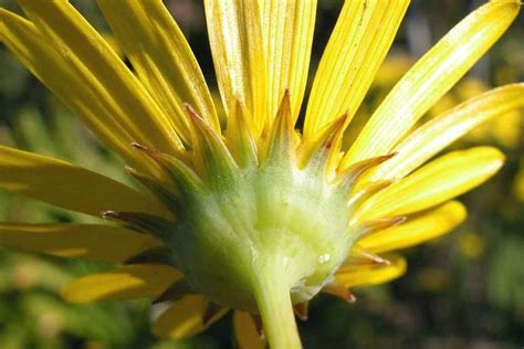 Euryops Abrotanifolius