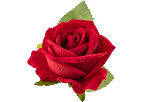 玫瑰浪漫美好 照片 玫瑰 花朵 花卉png去背圖片素材免費下載，免摳圖設計圖案下載 Pngtree