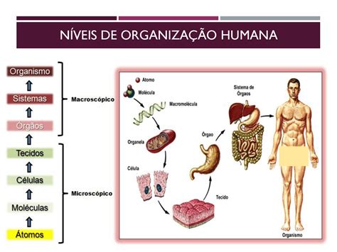 Quais São Os Níveis De Organização Dos Seres Vivos