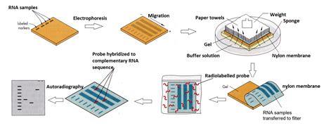 Northern Blotting How And Why Northern Blotting Is Performed