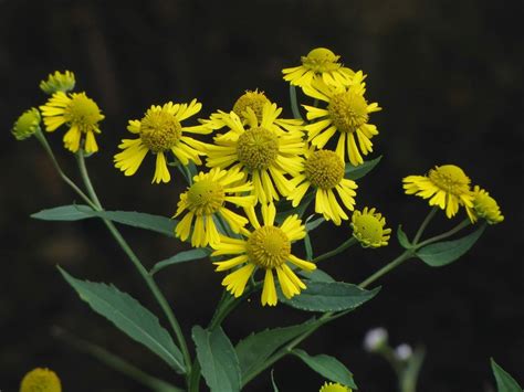 Helenium Autumnale Common Sneezeweed Seeds Native Seeds For Sale Native Bee Ginnings