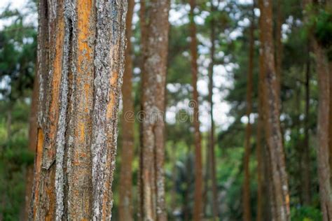 Pine Tree Forest Pine Resin Industry Pine Resin Container Stock