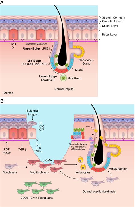 Epithelialization Skin