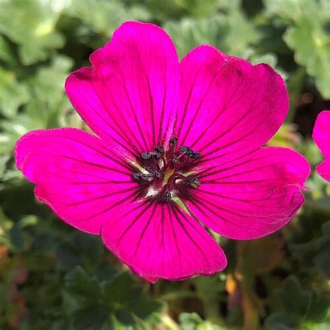 Geranium Cinereum Jolly Jewel Red