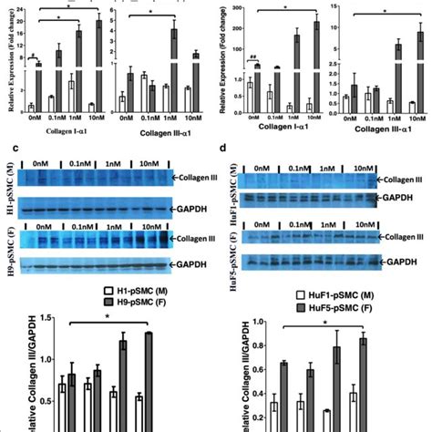 Effect Of Cell Sex On The Expression Of Ecm Proteins A B Expression