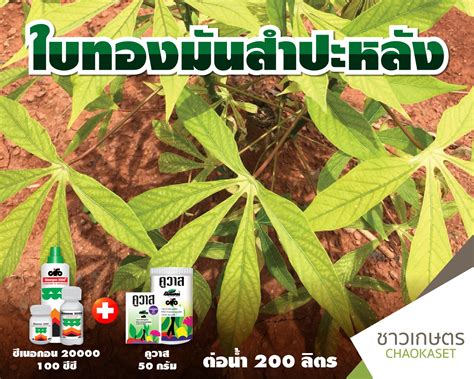 🍂แก้ปัญหาใบทองในมันสำปะหลัง ⚠️ใบซีดเหลืองเกิดจากการขาดธาตุ 👉ใช้ ซีเนอ