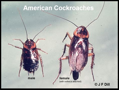American Cockroach Home And Garden Ipm From Cooperative Extension