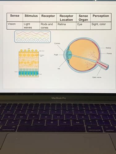 Sensation Perception Flashcards Quizlet