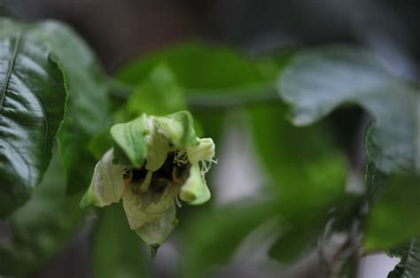 【左岸有家】 百香果开花了 小鱼滋味