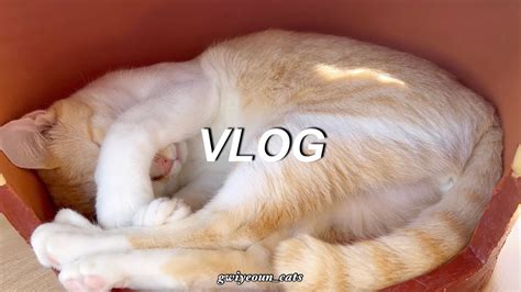 Vlog 고양이 일상 브이로그 벌레 잡기 습식사료 만들기 🥕 หนึ่งวันกับแมวไทย 14 ตัว🐱