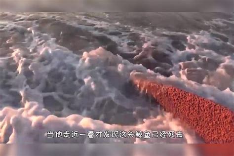 海边一头搁浅的鲸鱼，身上爬满了红色生物，这是怎么一回事？鲸鱼红色生物
