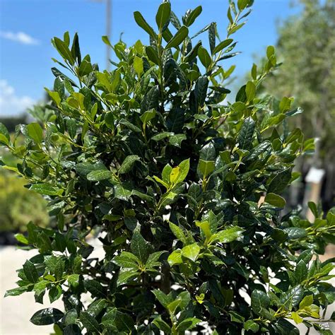Holly Nellie R Stevens — Green Acres Nursery And Supply