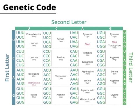 Gráfico De Códons De Rna Do Código Genético Para Síntese De Proteínas