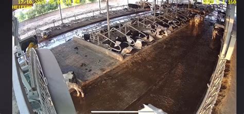 Cow Behavior Detection Object Detection Dataset And Pre Trained Model