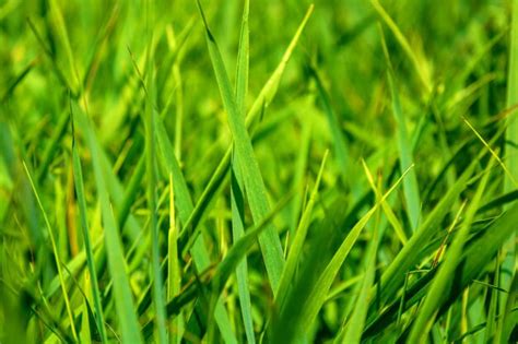 Premium Photo Photo Of Beautiful Green Grass At Summer Day