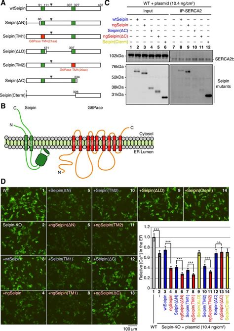 A Motor Neuron Disease Associated Mutation Produces Non Glycosylated Seipin That Induces Er