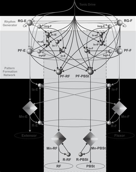Schematic Of The Extended Locomotor Cpg Model The Extended Model Download Scientific Diagram