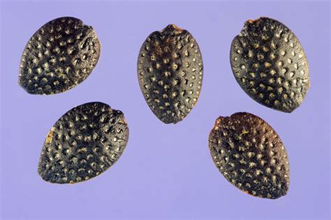 Passion Fruit Facts And Health Benefits